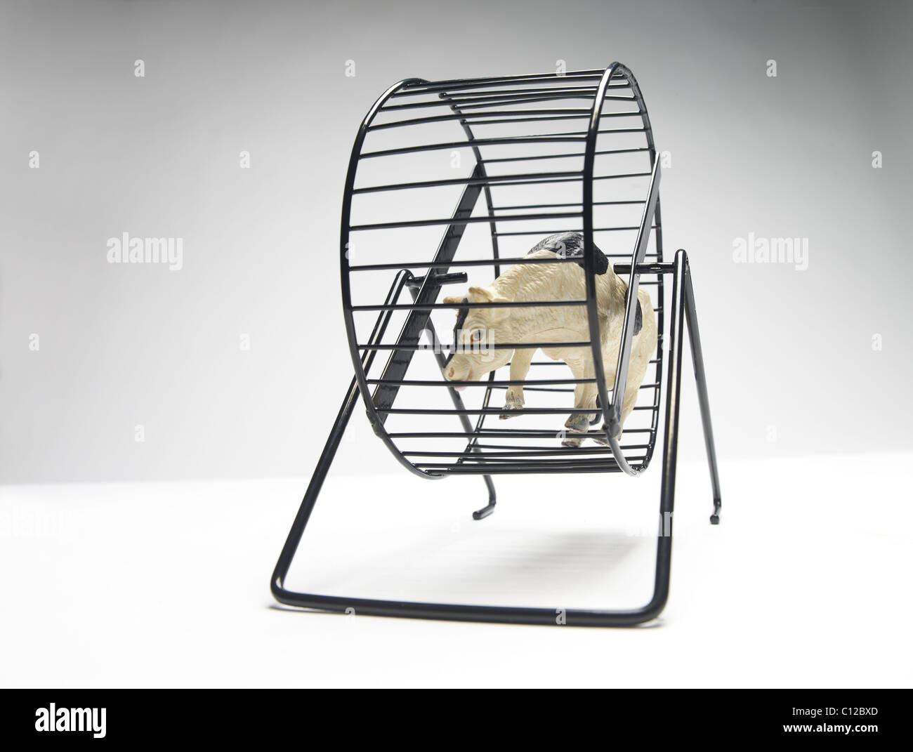 Cow on a treadmill Stock Photo - Alamy