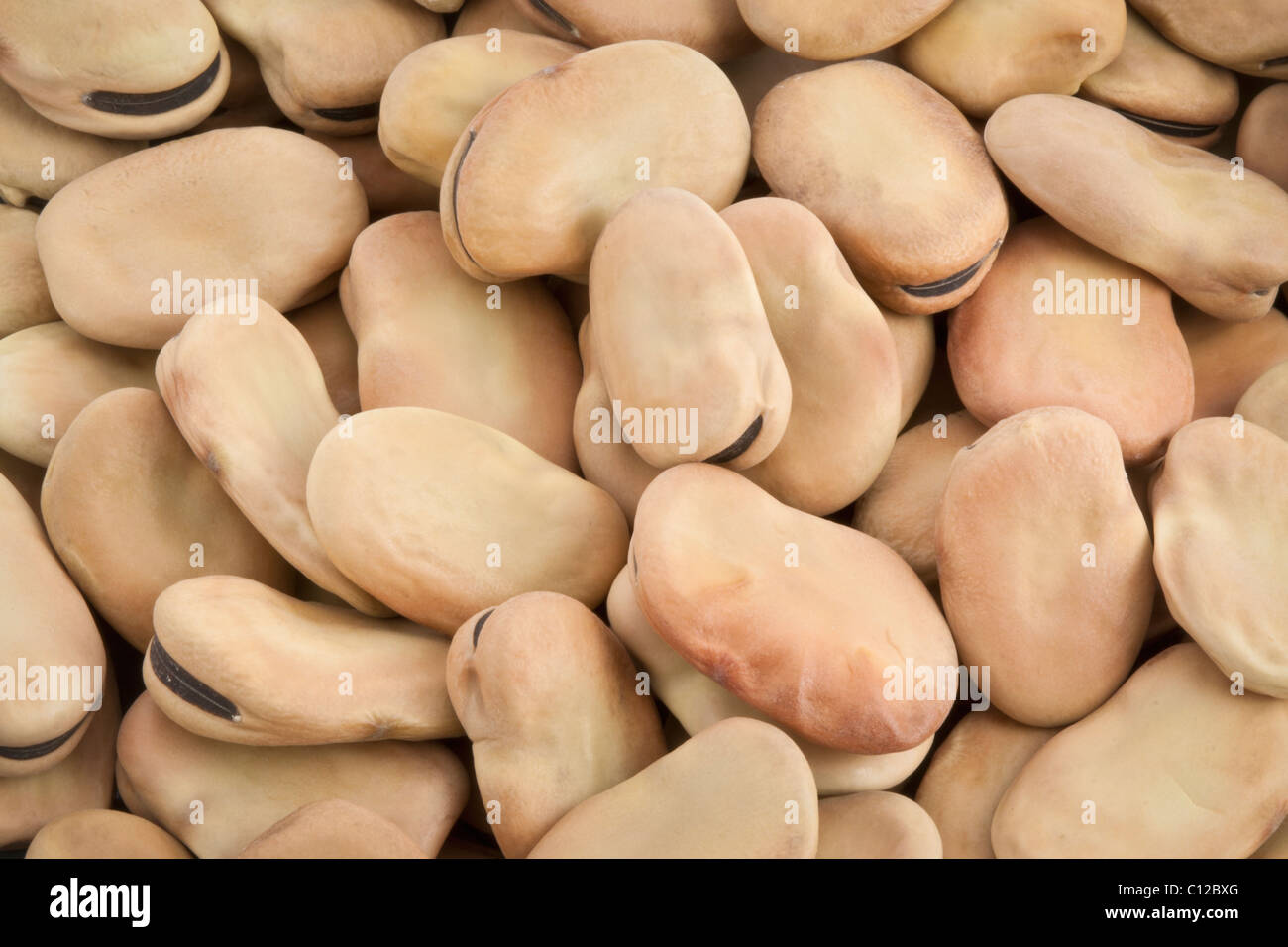Broadbeans dry faba bean macro hi-res stock photography and images - Alamy