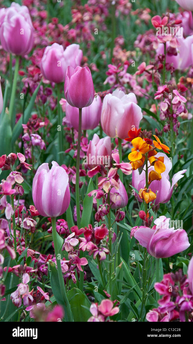 Tulips Wallflowers Garden High Resolution Stock Photography and Images ...