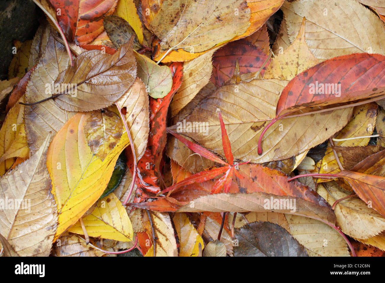 Autumn fall colour on fallen leaves foliage Stock Photo - Alamy