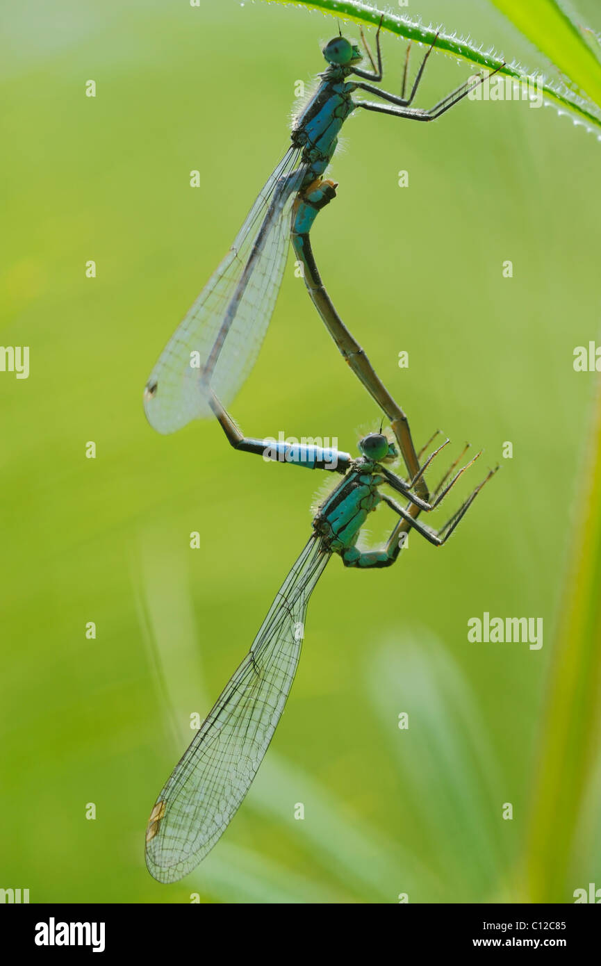 Mating damselflies, Cotswold Water Park, Gloucestershire, UK Stock ...