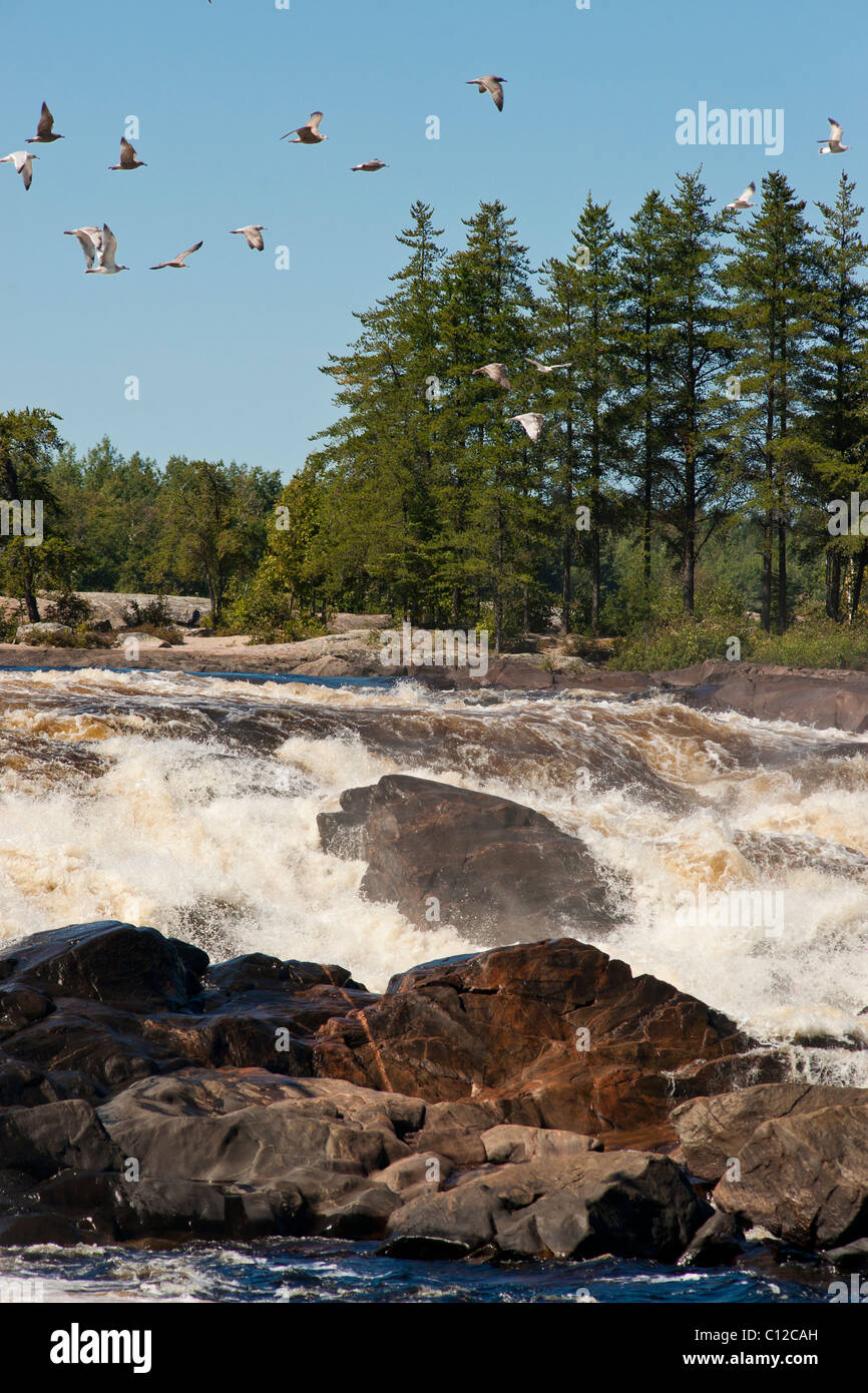 bird flying in group on top of a fall Stock Photo - Alamy
