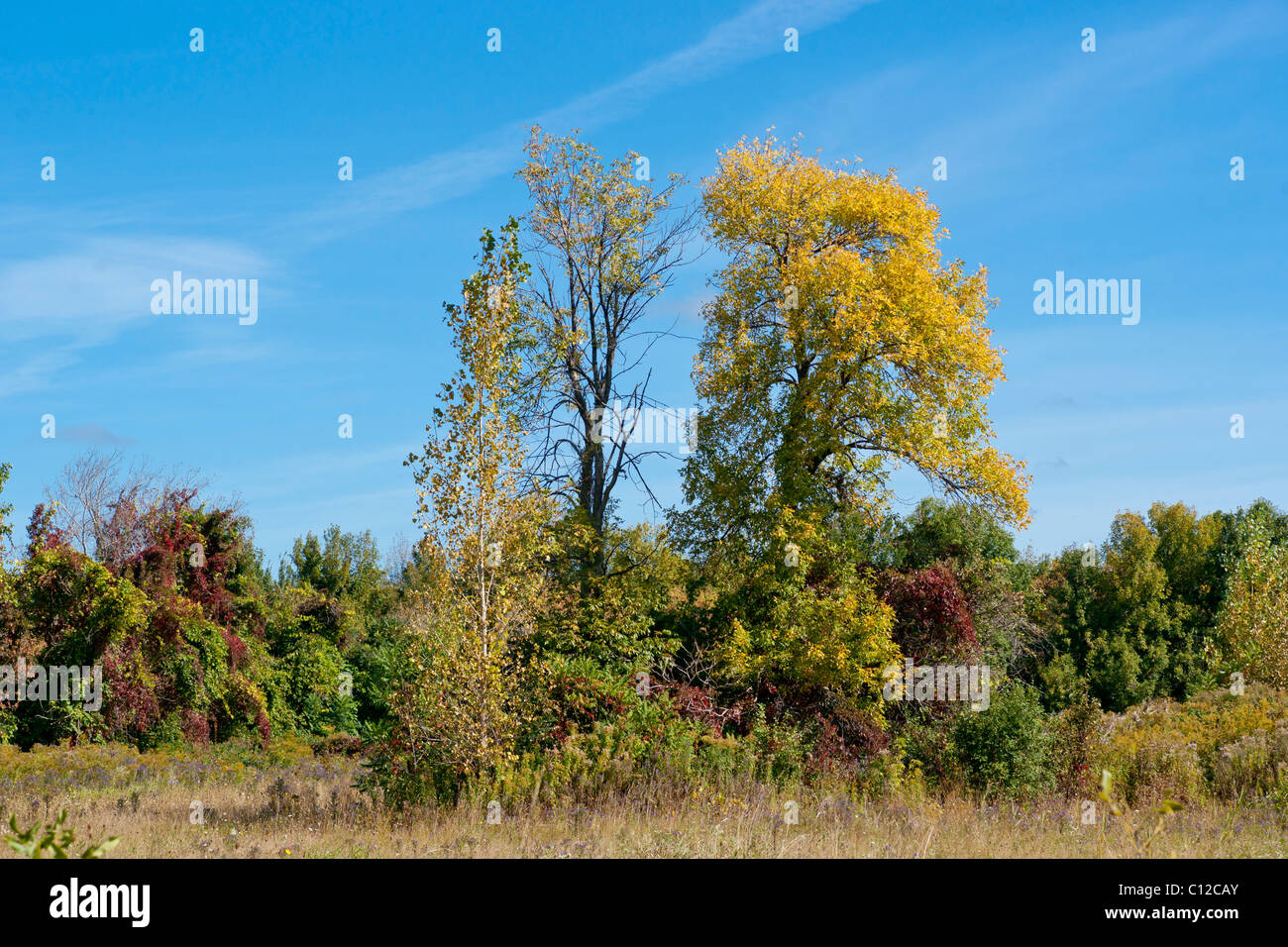 Autumn view of forest with trees standing on a field of flower Stock ...