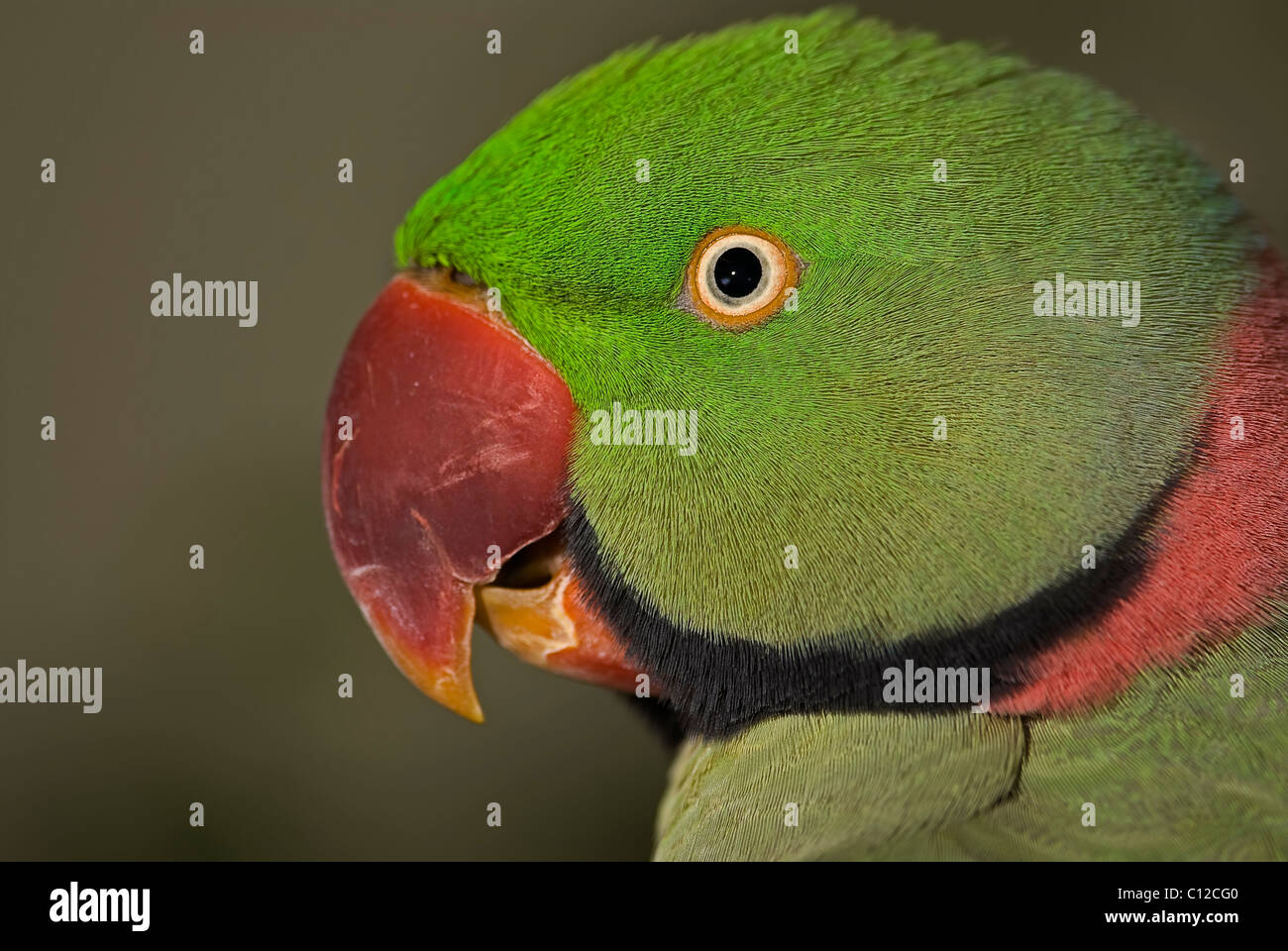 Alexandrine parakeet hi-res stock photography and images - Alamy
