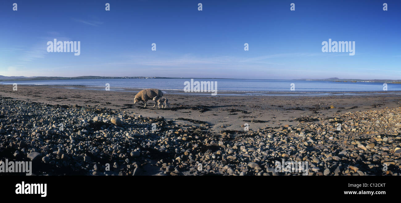 Beach with Sheep Loch Indaal Isle of Islay Inner Hebrides Scotland UK ...