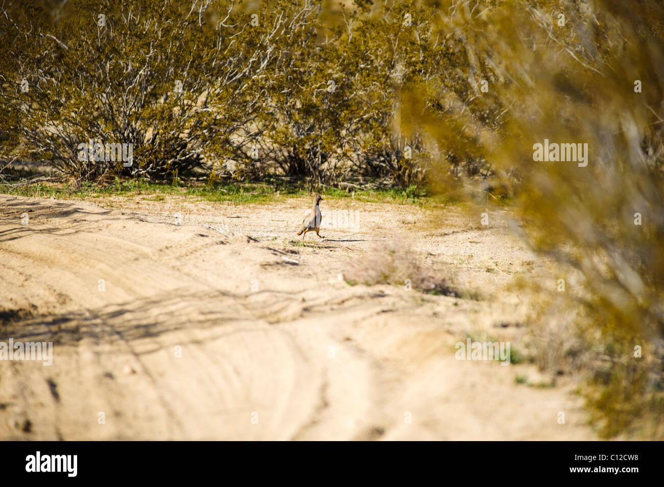 Wild Chukar in the Mojave Desert of California Stock Photo - Alamy