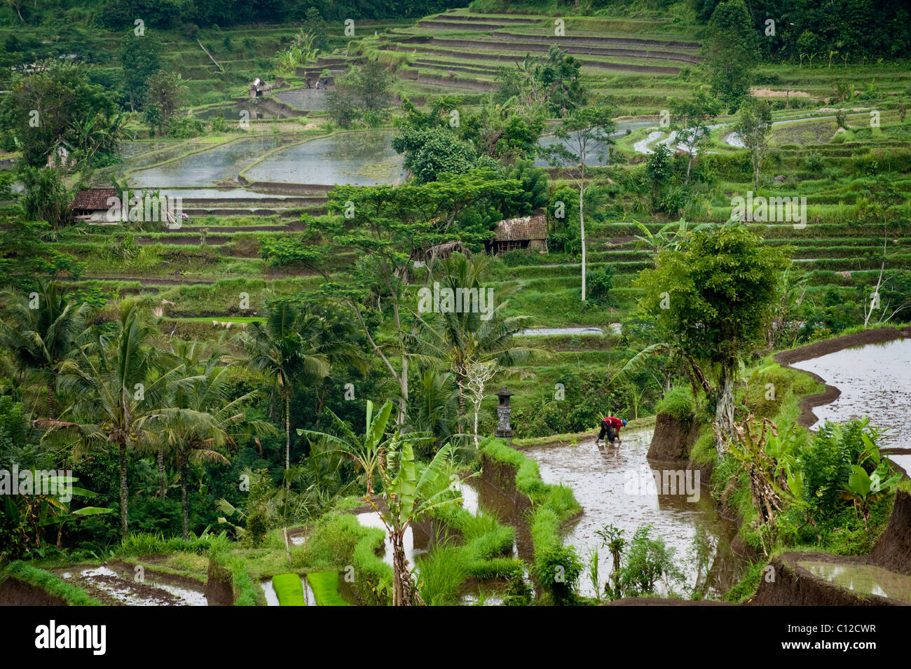 In the beautiful Sideman Valley, Bali, near Iseh, the rice terraces are ...