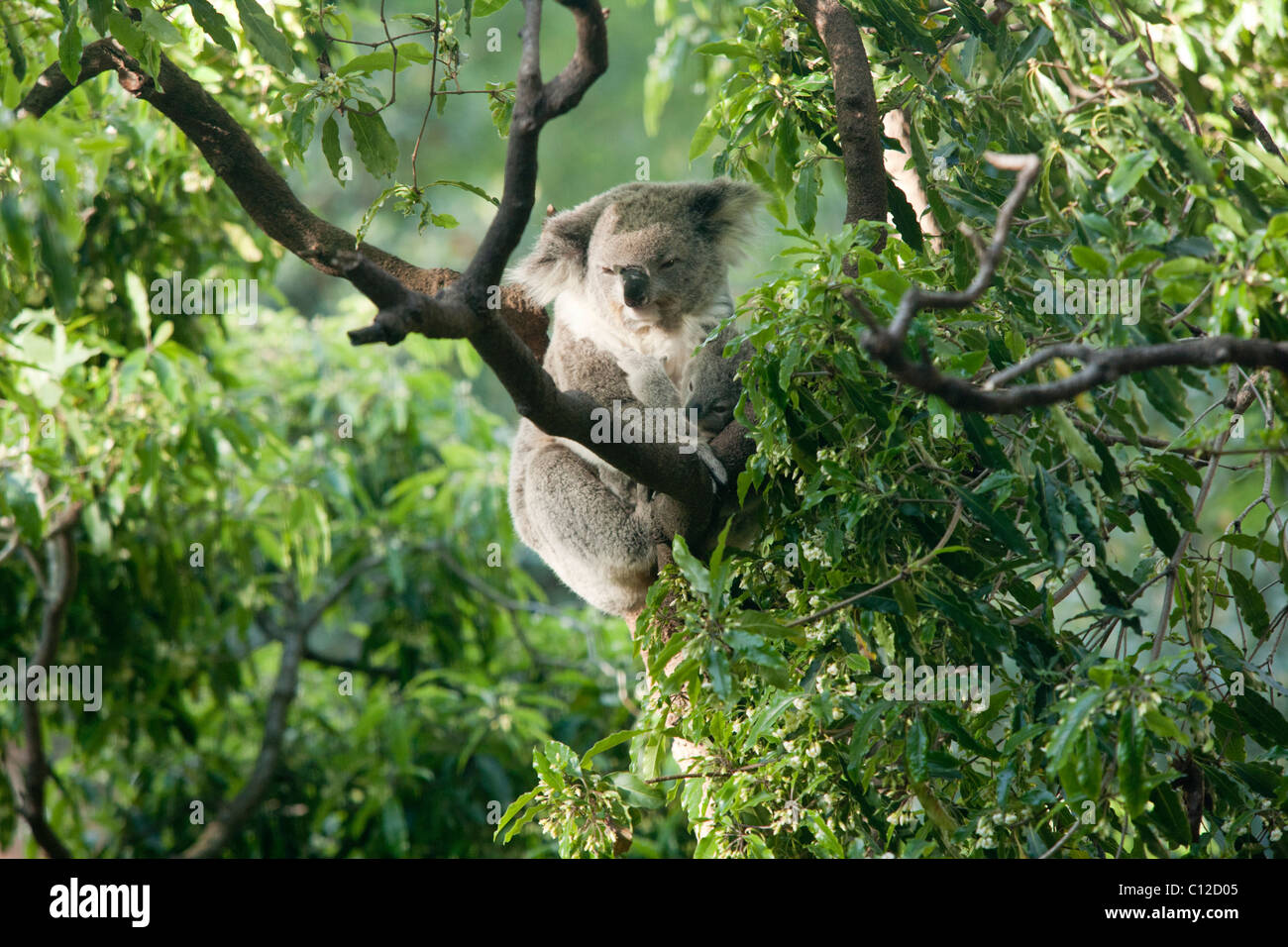 Koala pouch hi-res stock photography and images - Alamy