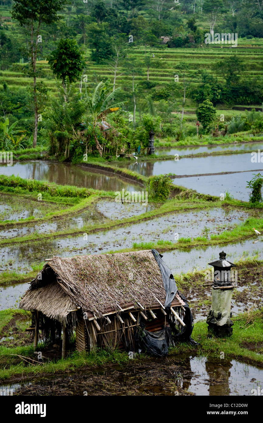 The Sideman Valley in Bali, Indonesia, produces some of the most ...