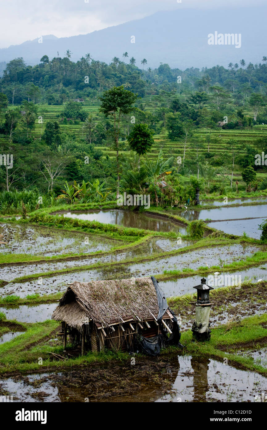 The Sideman Valley in Bali, Indonesia, produces some of the most ...