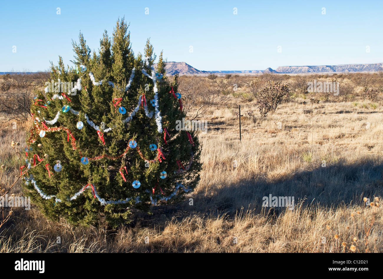 A juniper bush is decorated at Christmas time in a remote area of ...