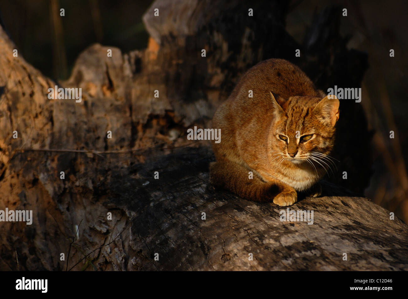 Cat species hi-res stock photography and images - Alamy