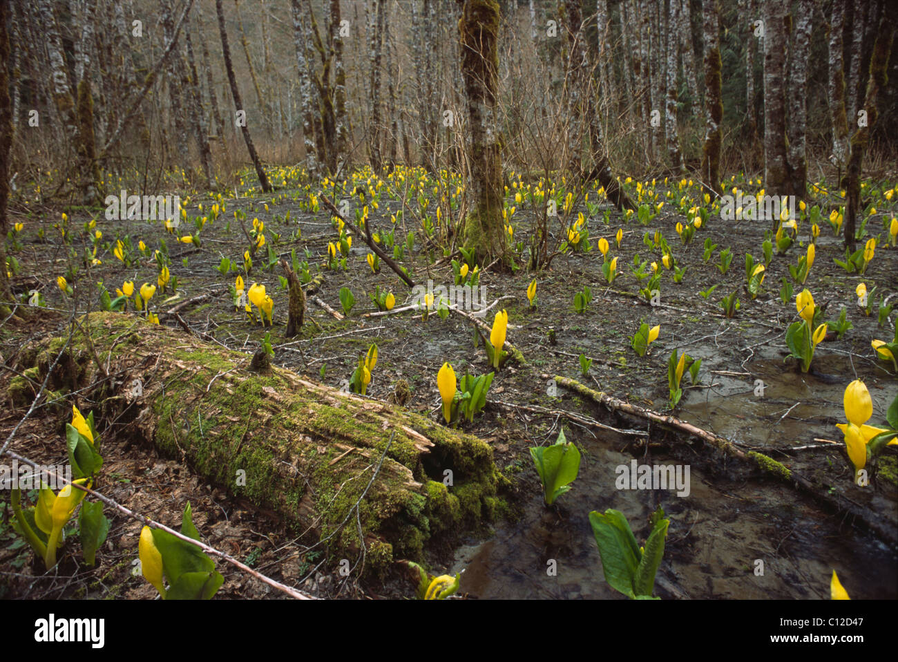 Skunk Cabbage in Mt. Baker-Snoqualmie National Forest, WA Stock Photo ...