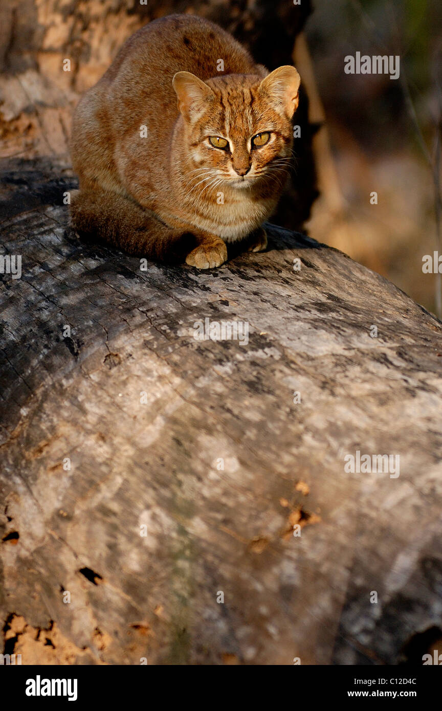 Species of cat hi-res stock photography and images - Alamy
