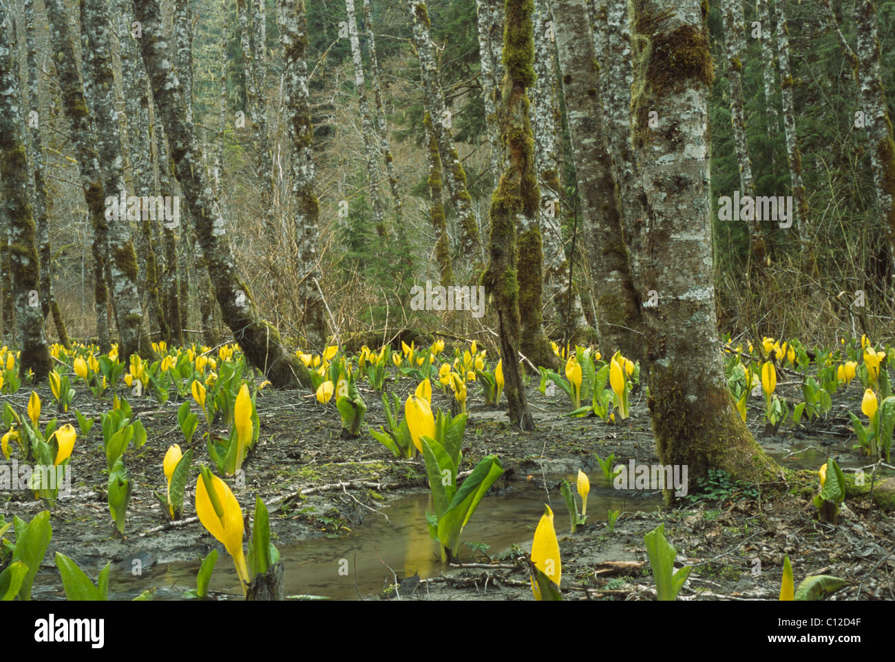 Skunk Cabbage in Mt. Baker-Snoqualmie National Forest, WA Stock Photo ...