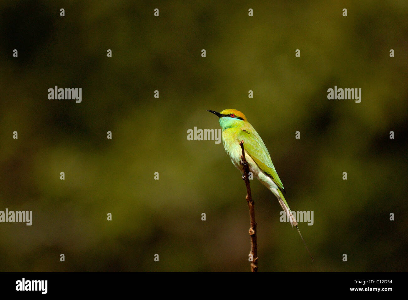 India orientalis hi-res stock photography and images - Alamy