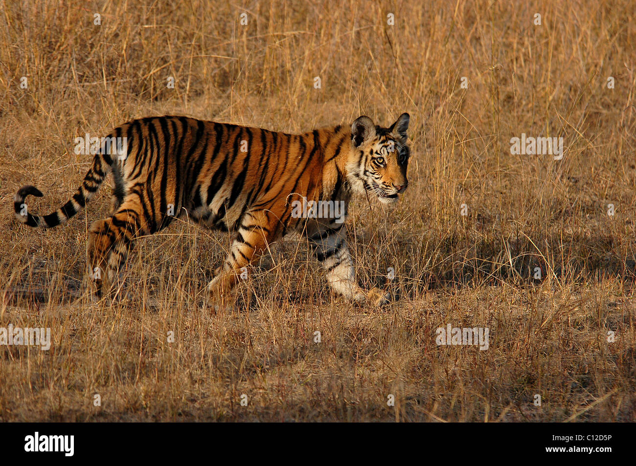 Big Striped Tiger Walking