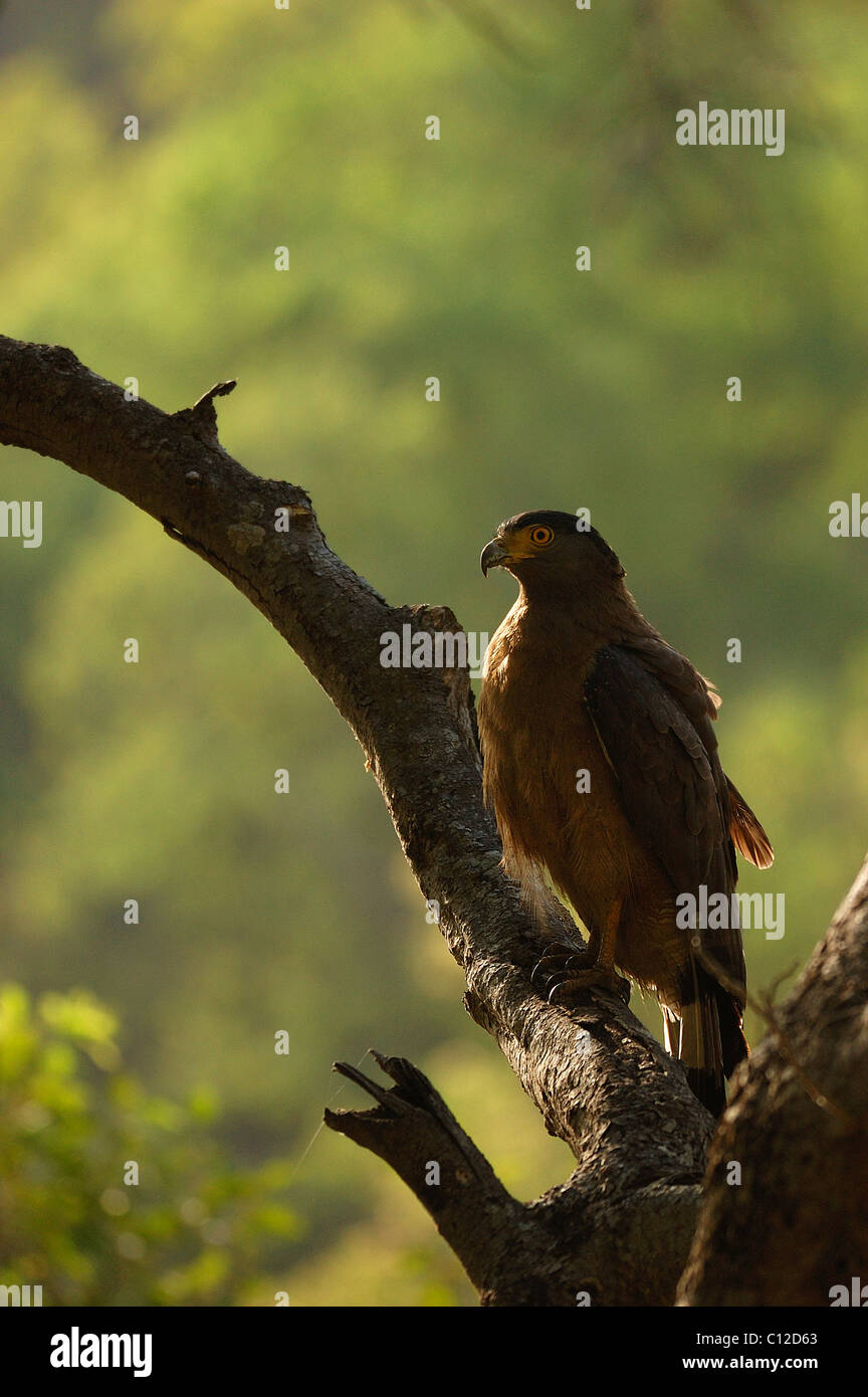 Crested Serpent Eagle Stock Photo - Alamy