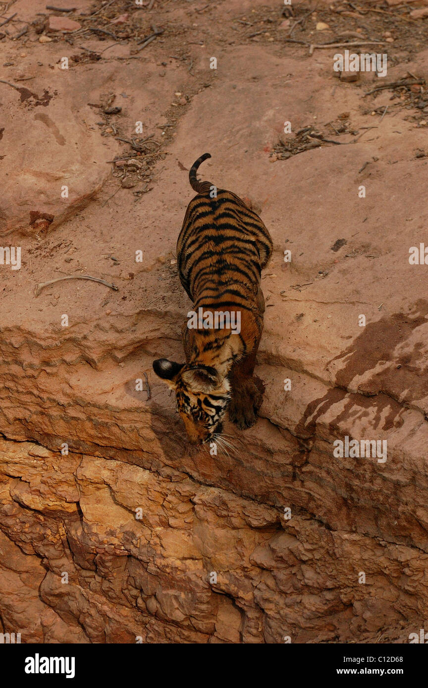 Royal bengal tiger india hi-res stock photography and images - Alamy
