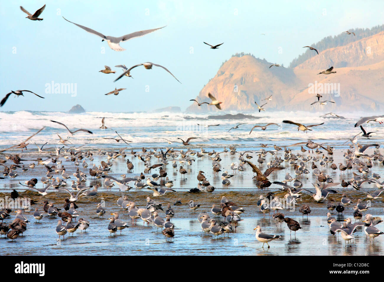 Flock of seagulls hi-res stock photography and images - Alamy
