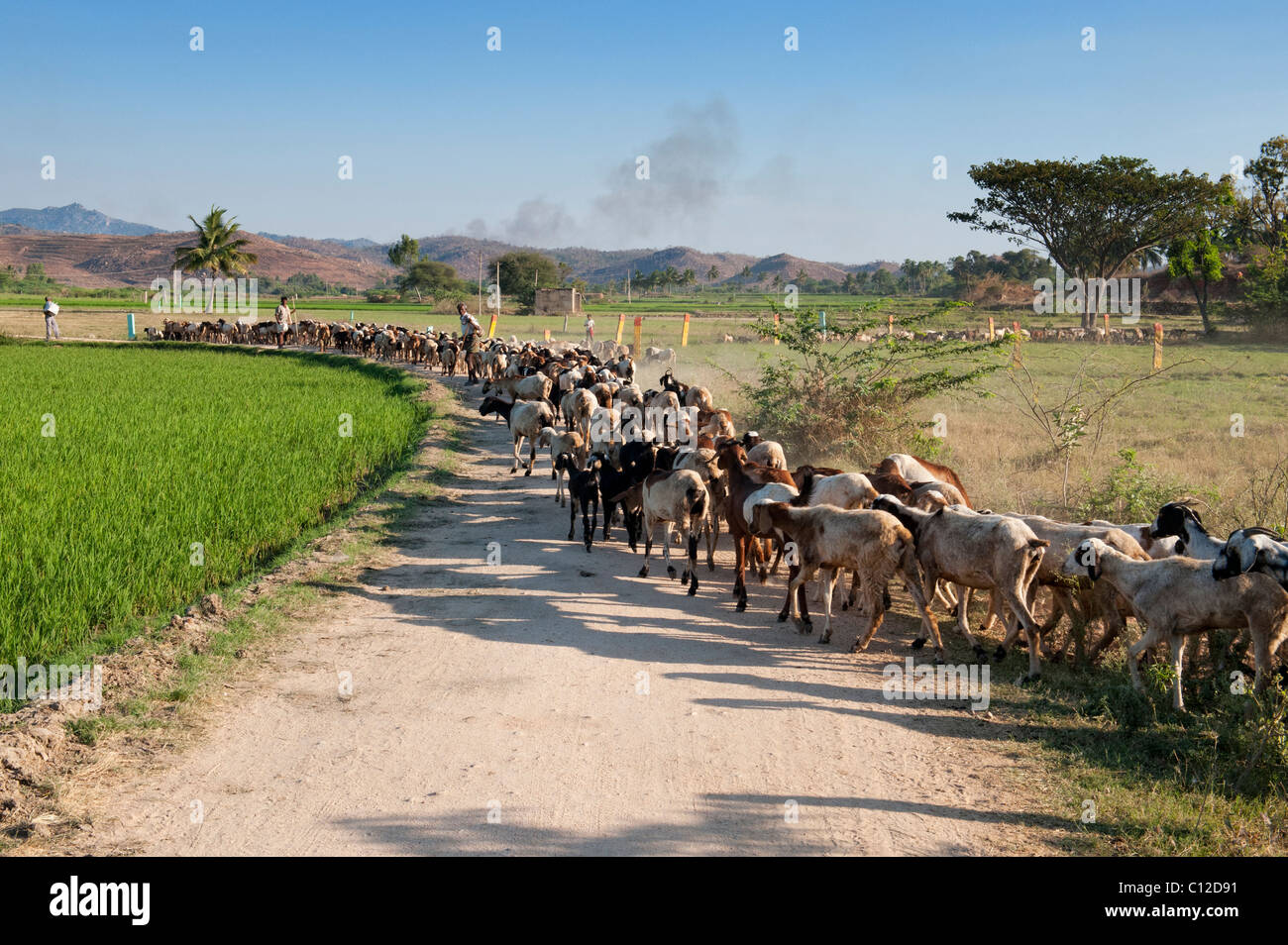 Indian Goats Farming