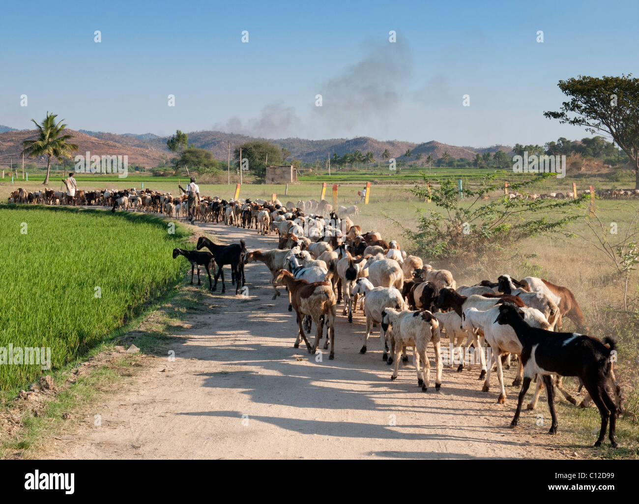 Goat farming in india hi-res stock photography and images - Alamy
