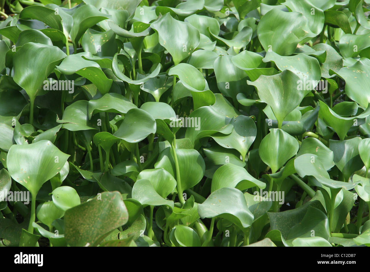 Green water plants Stock Photo - Alamy