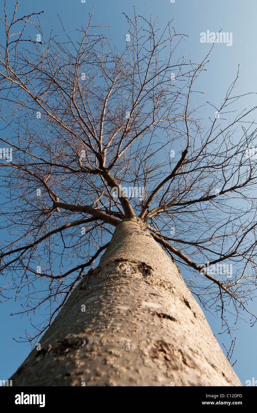 a tree from the bottom in the winter Stock Photo - Alamy
