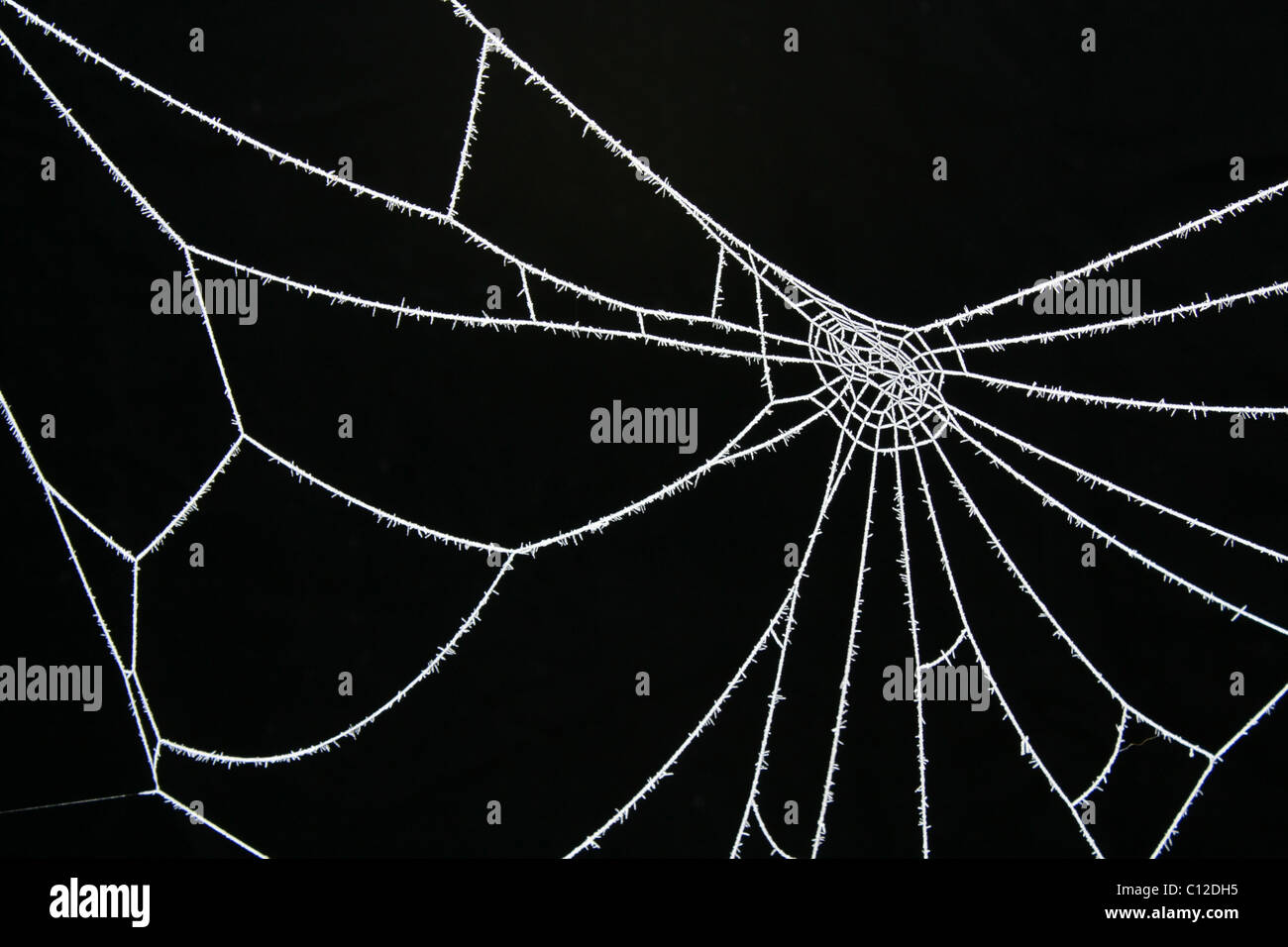Frost on spider web hi-res stock photography and images - Alamy