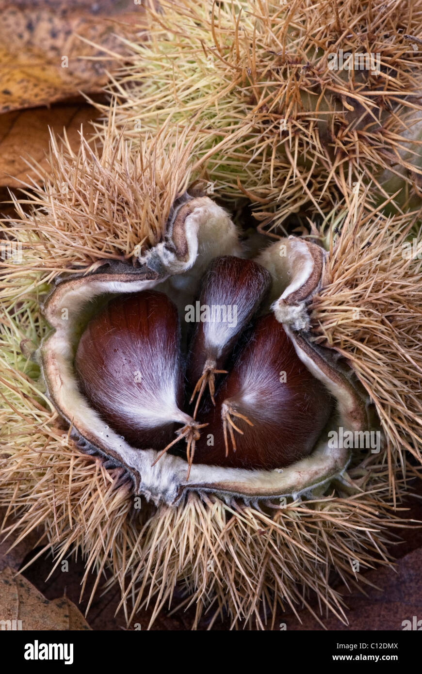 Sweet chestnuts in case Stock Photo - Alamy