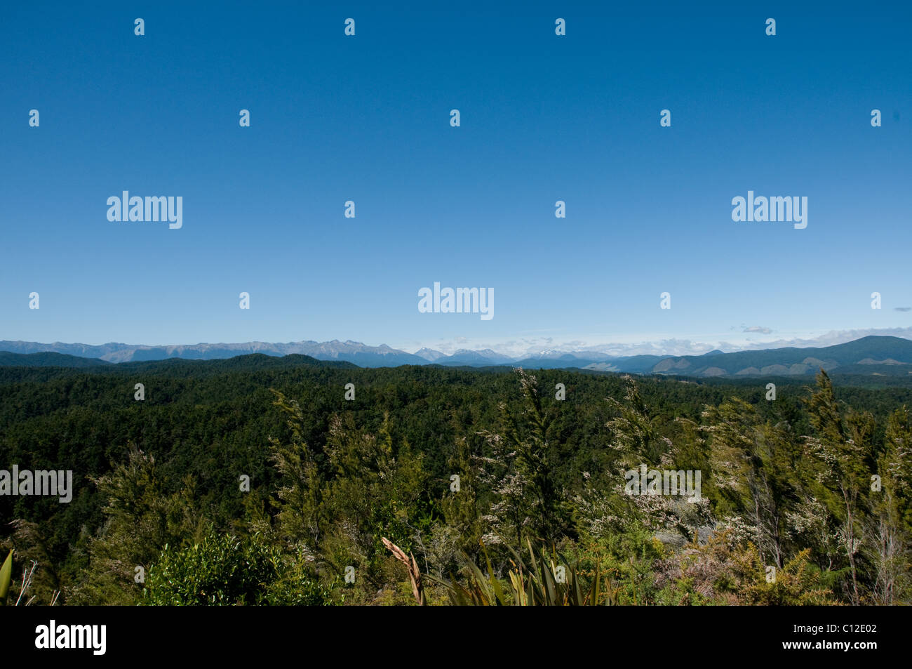 Pine Trees, Kahurangi National Park, New Zealand Stock Photo - Alamy