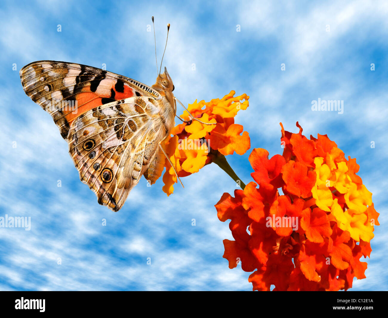 Blue butterfly profile hi-res stock photography and images - Alamy