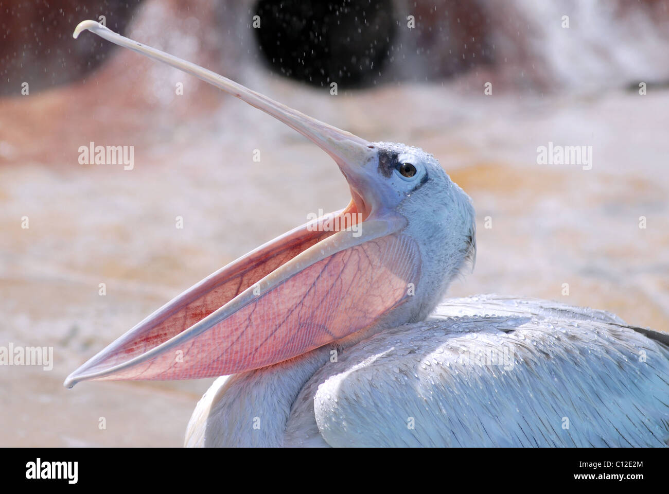 Open beak pouch hi-res stock photography and images - Alamy
