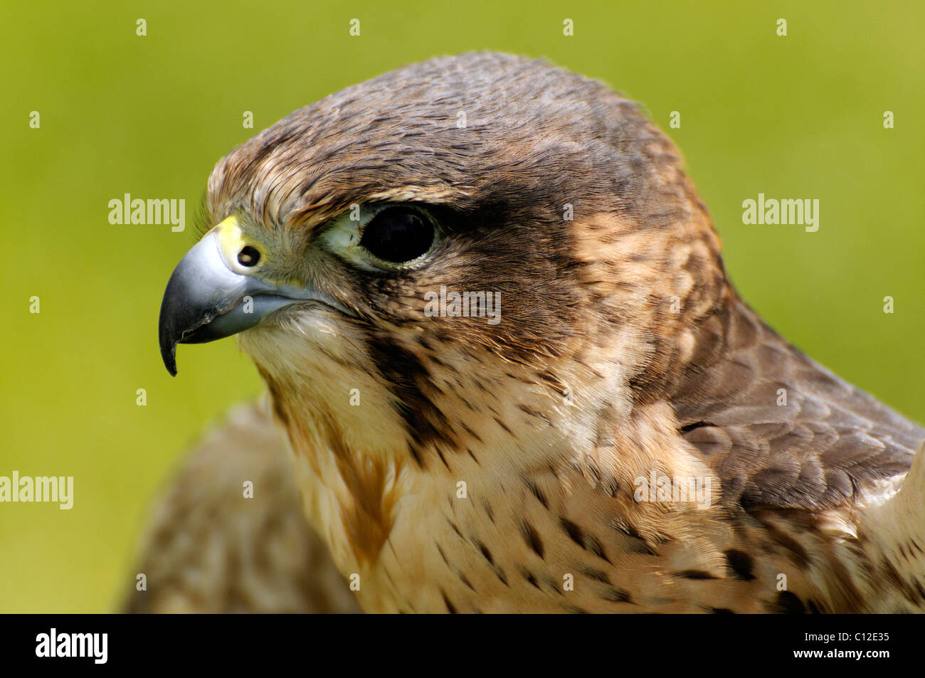 A Lanner Falcon at a falconry display Stock Photo - Alamy