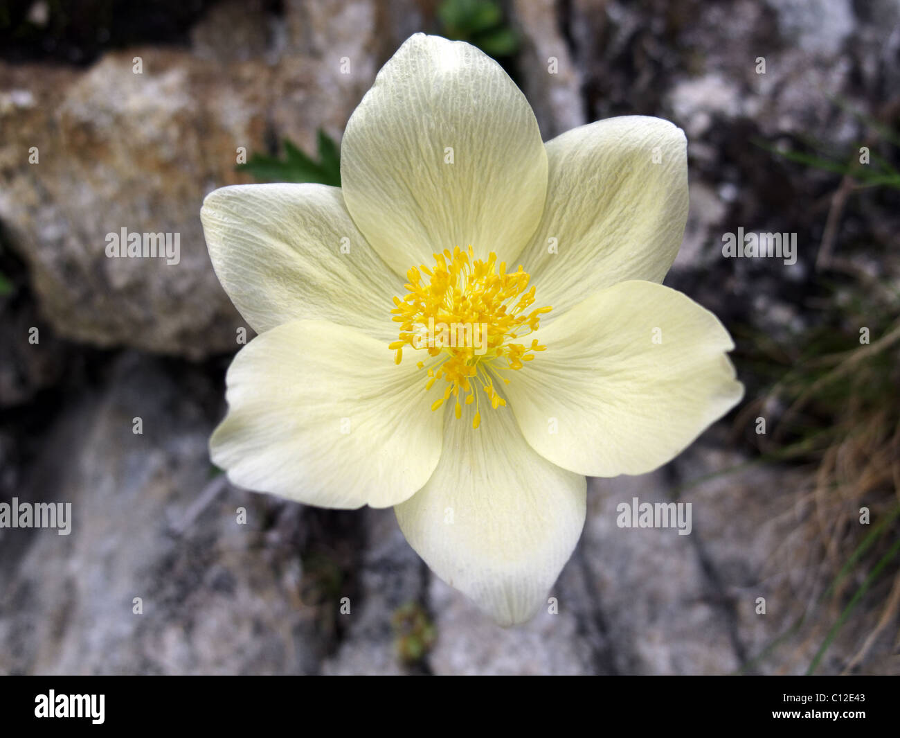 Alpine Pasque flower, seen in the French Alps Stock Photo - Alamy
