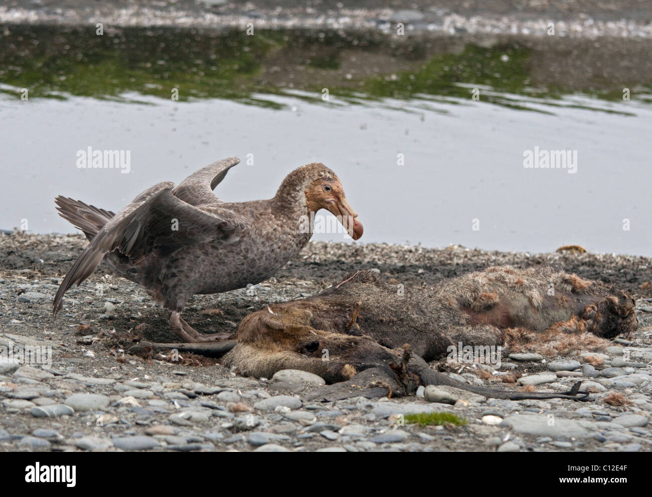Southern Giant Petrel (macronectes giganteus) eating remains of a Seal ...