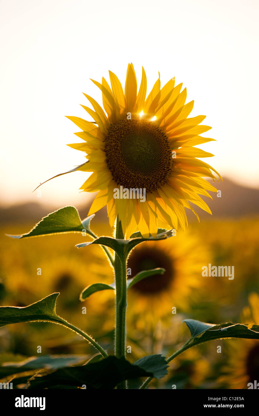 Cultivation of sunflowers in the Indian countryside, Andhra Pradesh ...