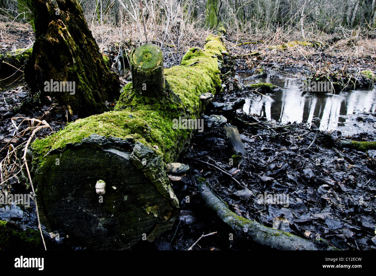 Dead tree in the swamp Stock Photo - Alamy