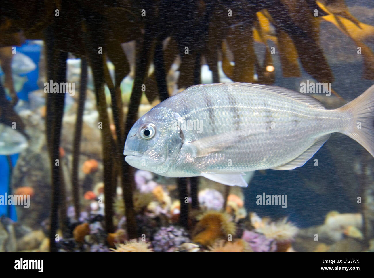 Sand Steenbras, Lithognathus mormyrus, at Cape Town Aquarium Stock ...