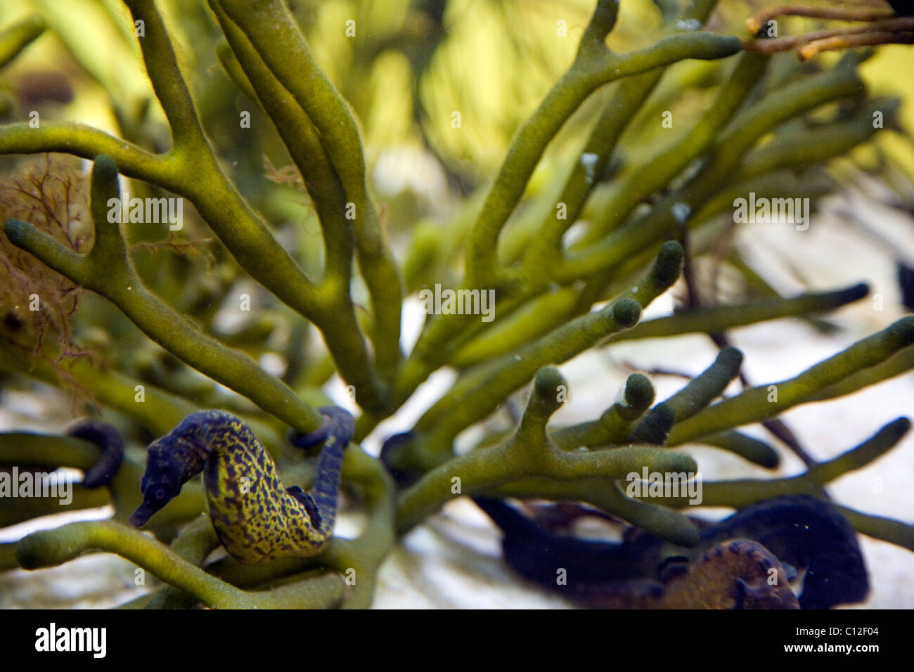 Cape seahorse hi-res stock photography and images - Alamy