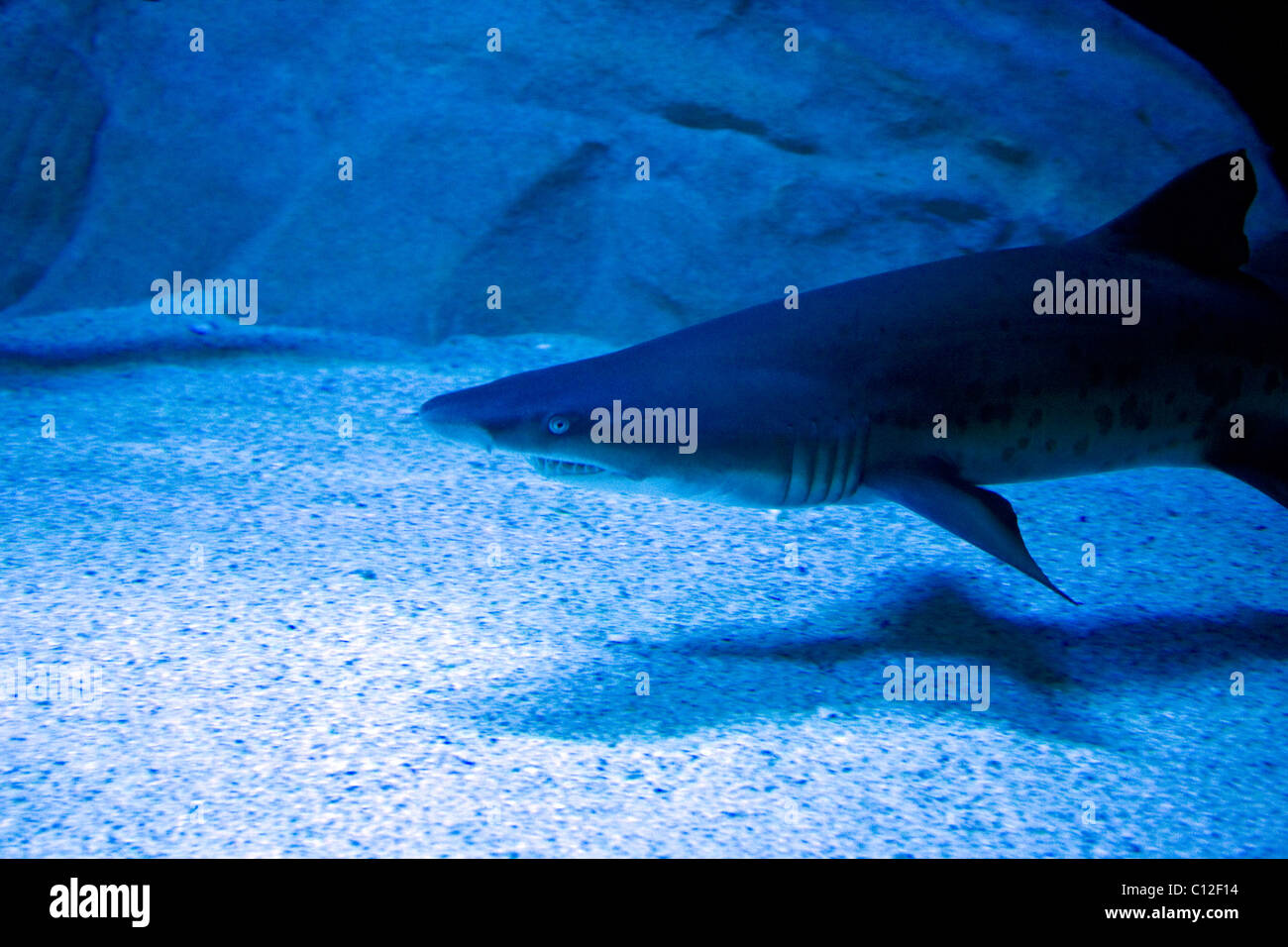 Ragged Tooth Sharks at Cape Town Aquarium Stock Photo - Alamy