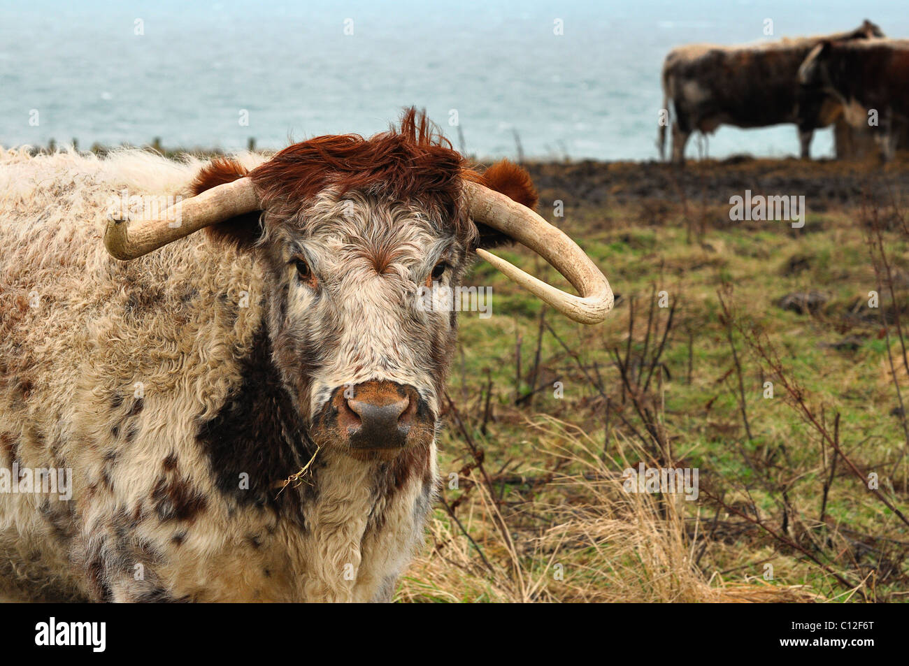 Ancient breed Longhorn cattle grazing, overlooking the sea, at Doonies ...
