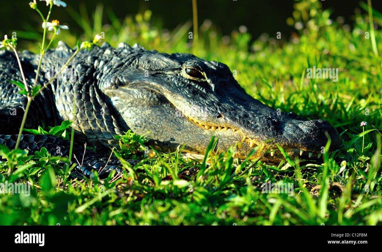 Alligator sunning in the Everglades Stock Photo - Alamy