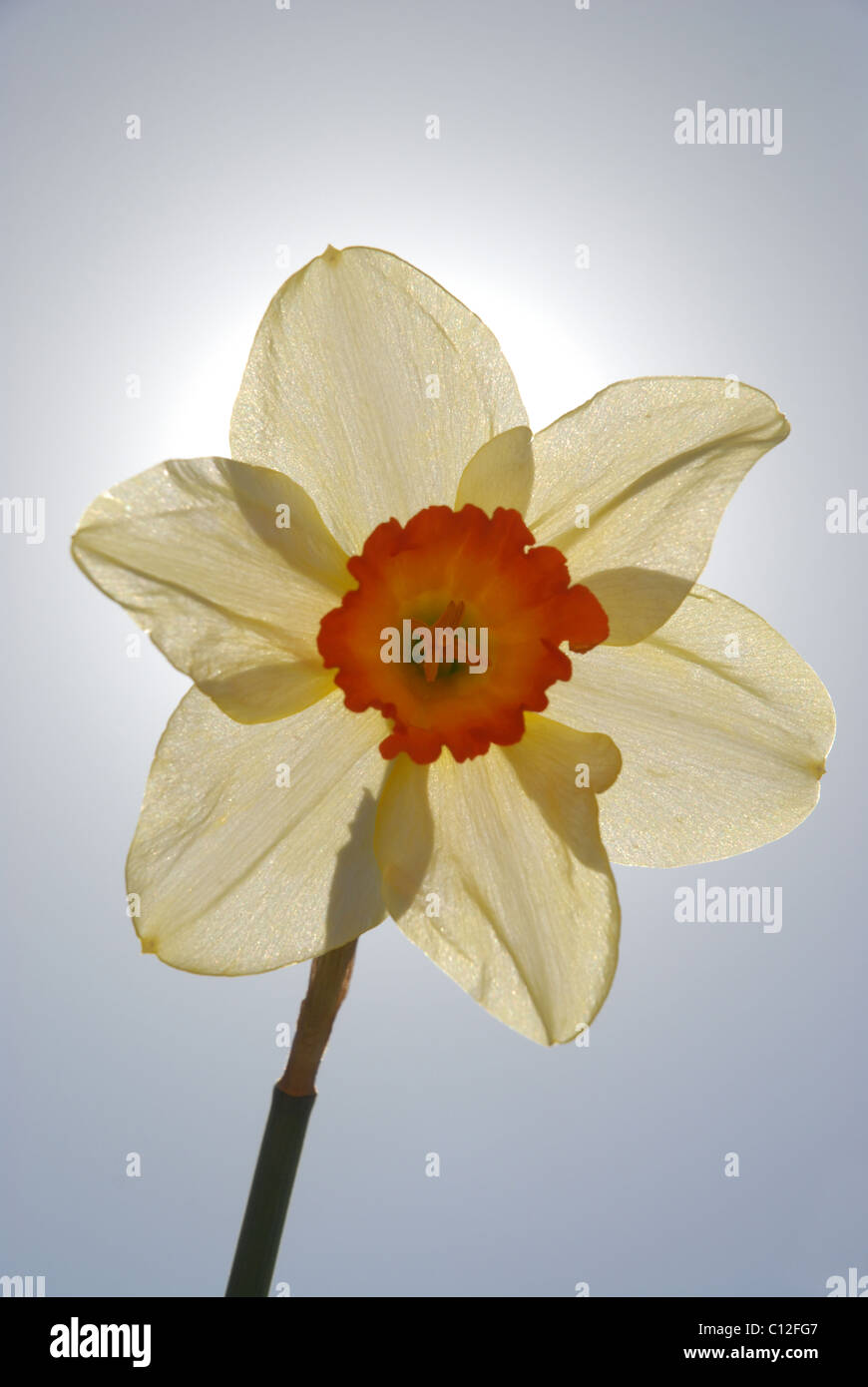 Back lit daffodils hi-res stock photography and images - Alamy
