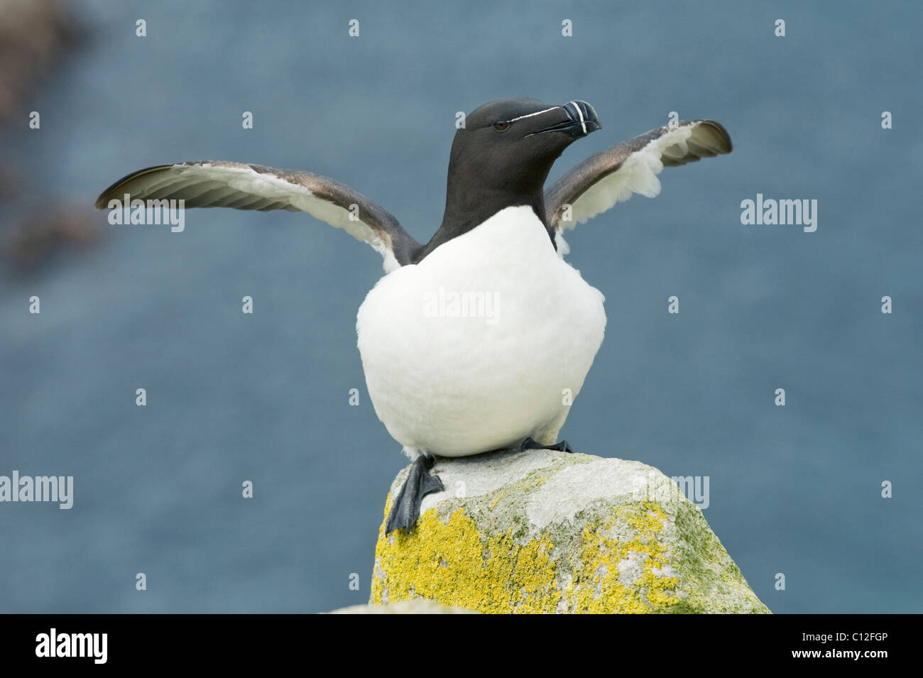 Razorbill Map Where They Live