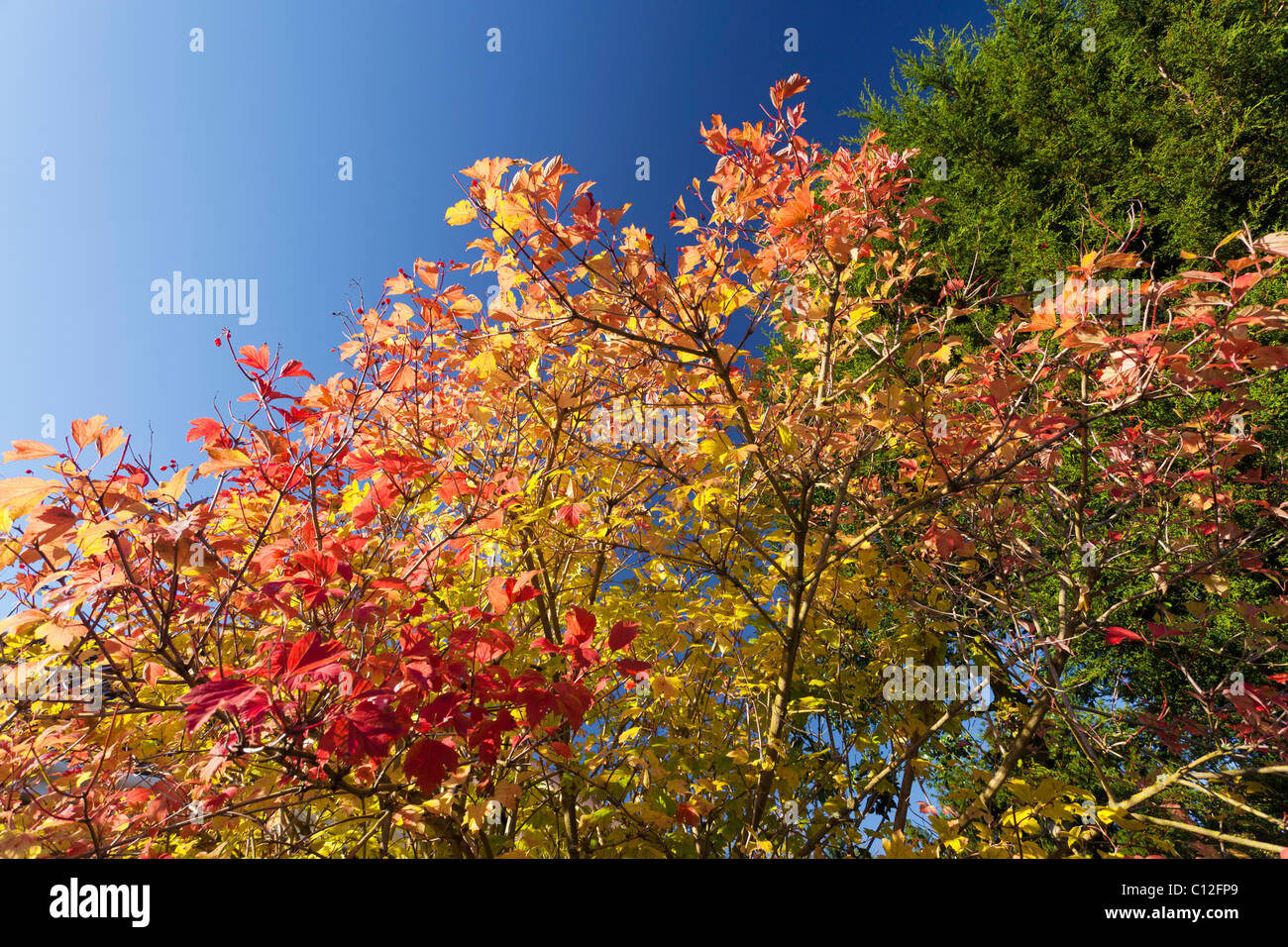 autumn fall maple leaves in the UK Stock Photo - Alamy
