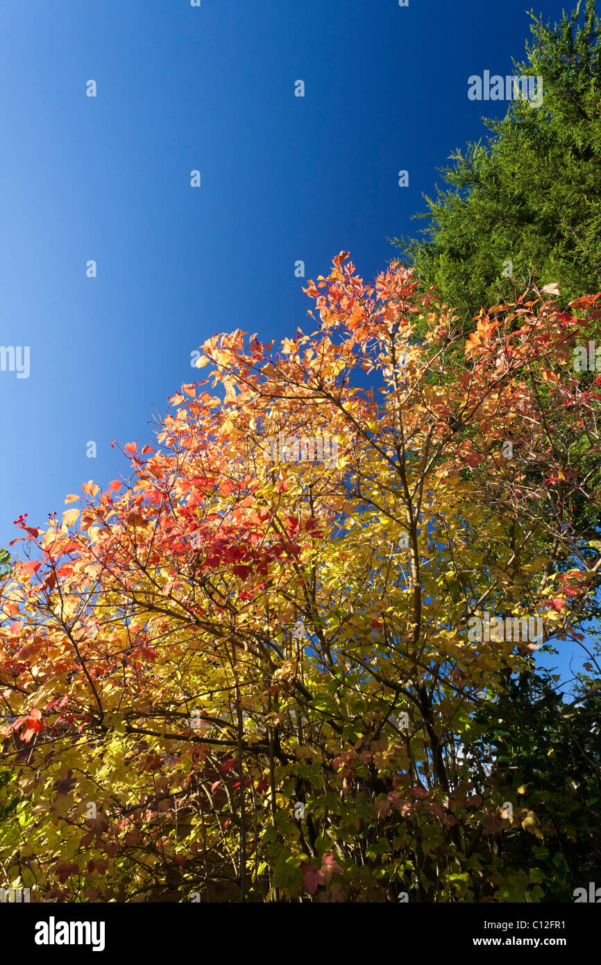 autumn fall maple leaves in the UK Stock Photo - Alamy