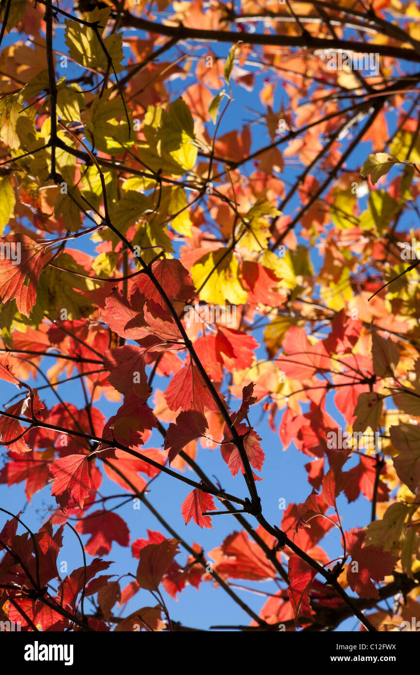 autumn fall maple leaves in the UK Stock Photo - Alamy