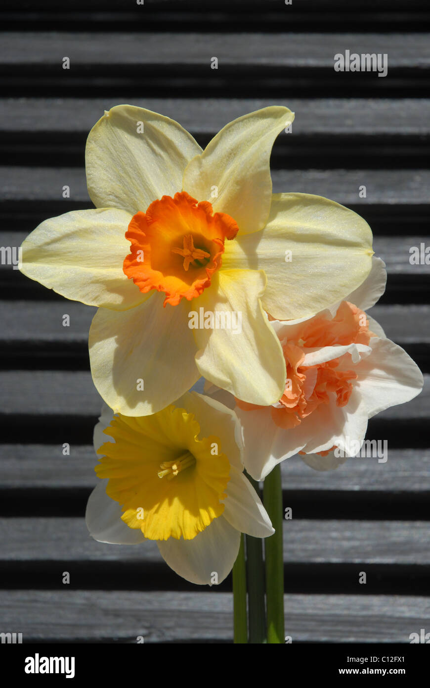 Bunch of flowers spring colours hi-res stock photography and images - Alamy