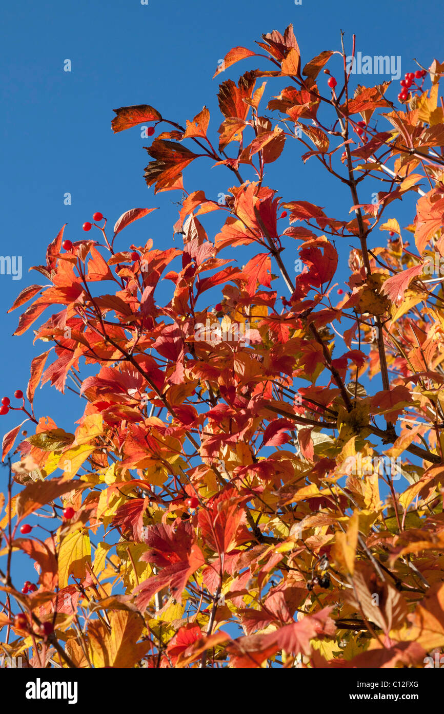 autumn fall maple leaves in the UK Stock Photo - Alamy